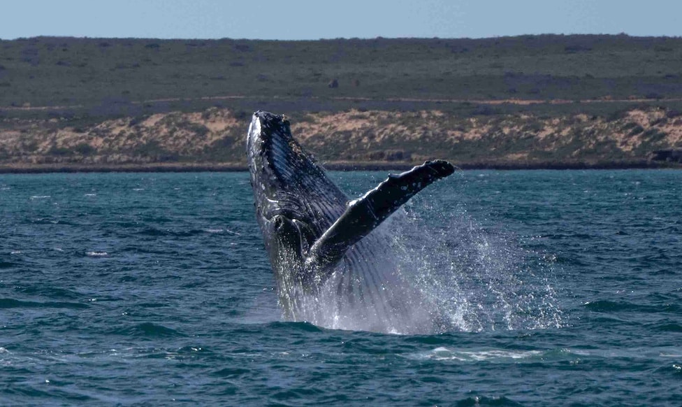 Eleven Little Known Facts About Ningaloo Reef in Western Australia ...